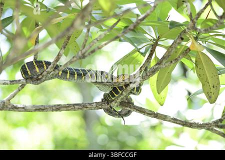 Philippine gold ringed snake (Boiga dendrophila latifasciata Stock ...