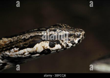 Mahafali snake (Mimophis mafahlensis Stock Photo - Alamy