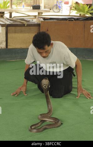 Snake tamer with cobra (Naja kaouthia Stock Photo - Alamy