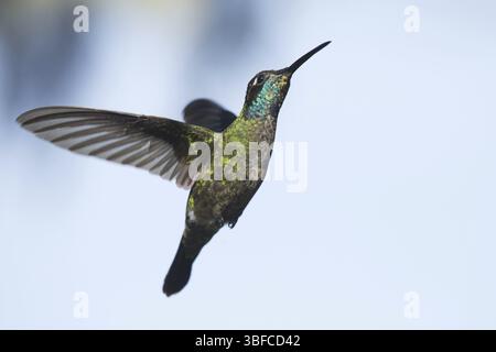 Small violet-eared hummingbird (Colibri thalassinus), Parque National ...