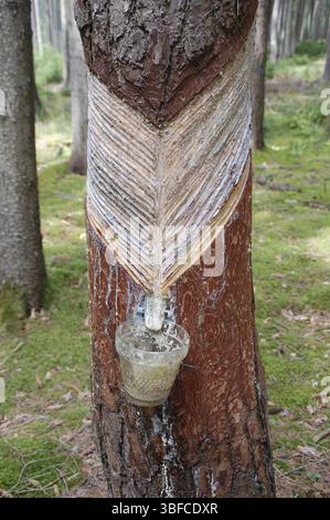Resin pits on pine (Pinus sylvestris Stock Photo - Alamy