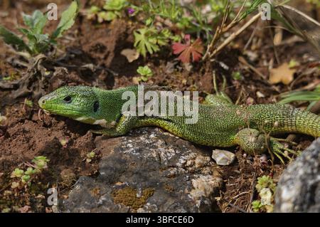 Giant emerald lizard, male Stock Photo - Alamy