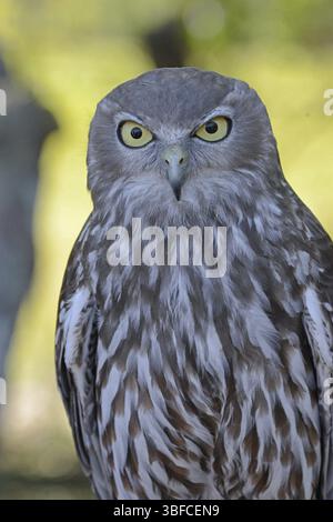 Barred owl (Ninox connivens Stock Photo - Alamy