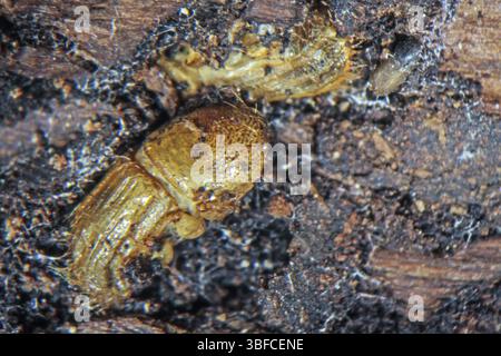 Letterpress printer (Ips typographus Stock Photo - Alamy
