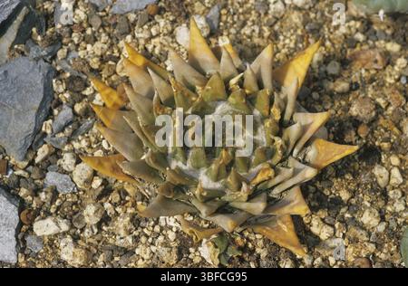 Ariocarpus retusus ssp. trigonus, Woolly Cactus, Dry Whiskey Stock ...