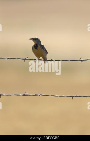 Western Meadowlark (Sturnella neglecta), Aves, Wallowa, Oregon, United ...
