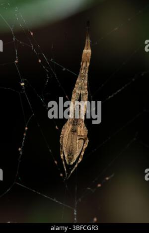 Uloborus walckenaerius, also known as the feather-legged spider, is a ...
