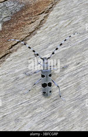 Alpine longhorn Beetle Stock Photo - Alamy