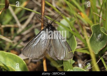 Mourning moth (Penthophera morio Stock Photo - Alamy