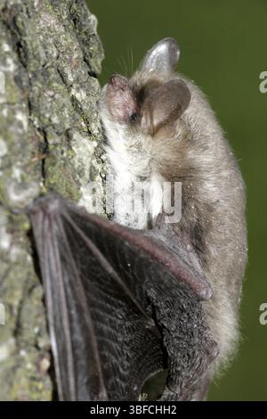 Water bat (Myotis daubentonii Stock Photo - Alamy