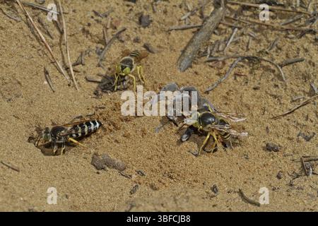 Beaked spider wasp (Bembix-rostrata Stock Photo - Alamy
