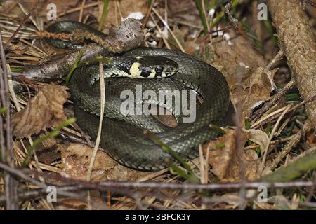 Grass snake, male, sunbathing Stock Photo - Alamy