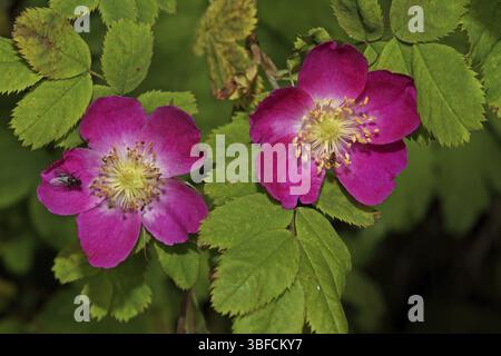 Alpine dog rose (Rosa pendulina Stock Photo - Alamy