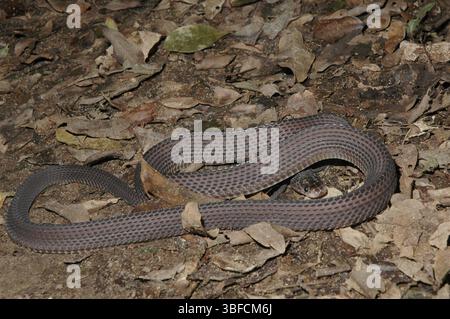 Cape file snake (Mehelya capensis Stock Photo - Alamy