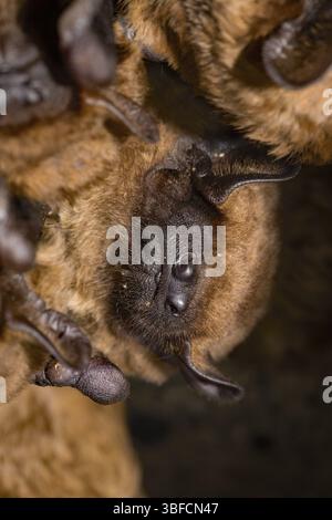 Common noctule (Nyctalus noctula Stock Photo - Alamy