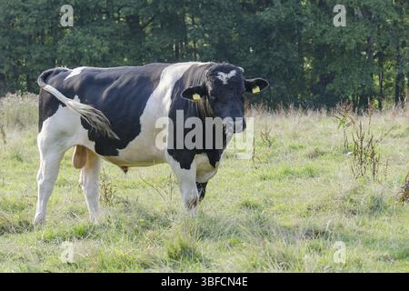 Black and white lowland cattle, bull, on pasture Stock Photo - Alamy