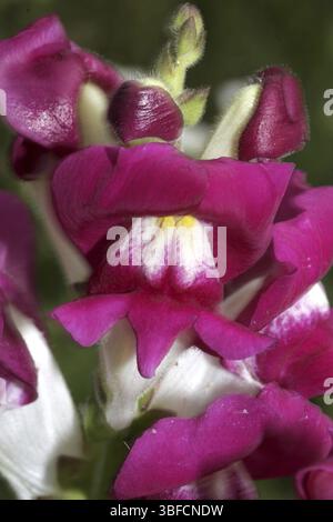 Common snapdragon (Antirrhinum majus), snapdragon Stock Photo - Alamy