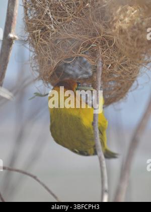 Neckband weaver male (Ploceus castaneiceps Stock Photo - Alamy