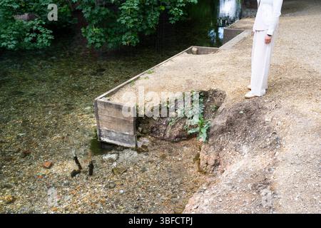 Woman looking at full bank scour occurring in the direction of flow ...