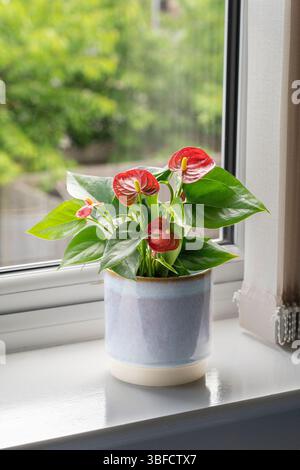 Red Anthurium Flower house plant decoration on table and white wall background Stock Photo - Alamy