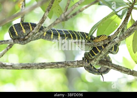 Philippine gold ringed snake (Boiga dendrophila latifasciata Stock ...