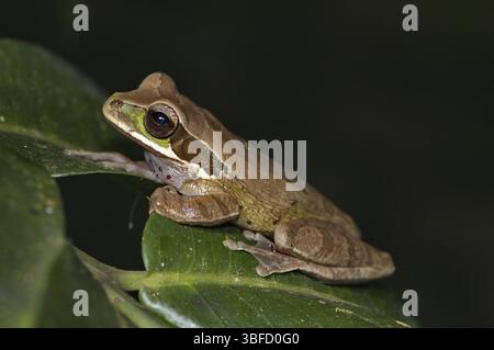 Costa Rican tree frog (Smilisca phaeota Stock Photo - Alamy