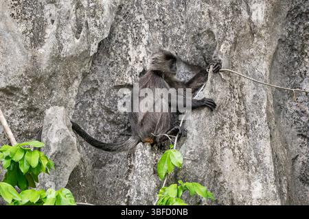 Germain's Langur - Trachypithecus germaini, rare endagered Old World ...