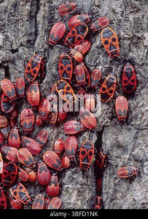 True Bugs (Heteroptera) Insecta Stock Photo - Alamy
