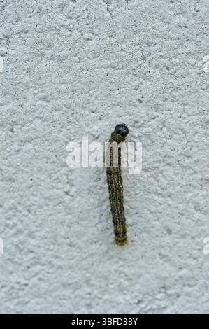 Pupa of a box tree moth (Cydalima perspectalis) on boxwood, Boxwood ...