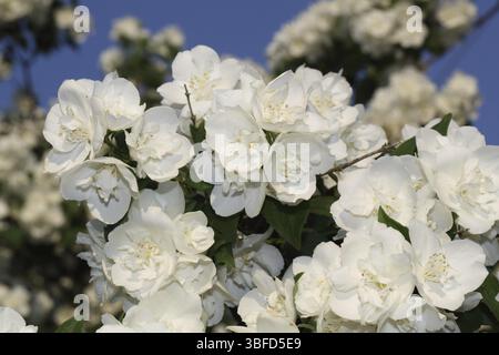 True jasmine (Jasminum officinale Stock Photo - Alamy