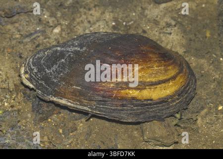 Swan Mussel (Anodonta cygnea) Mollusca Stock Photo - Alamy
