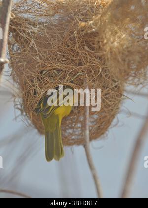 Neckband weaver male (Ploceus castaneiceps Stock Photo - Alamy