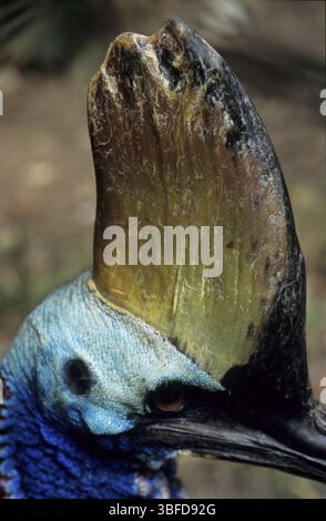Helmeted Cassowary (Casuarius casuarius Stock Photo - Alamy