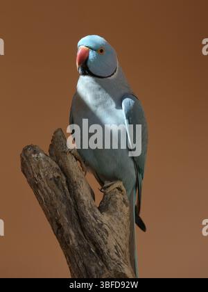 Collared parakeet (small Alexander's parakeet) (Psittacula krameri ...