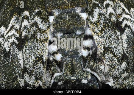 Panama hawkmoth with face (Sphingidae Stock Photo - Alamy