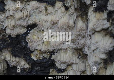 Pink-coloured sap spore (Rhodonia placenta Stock Photo - Alamy