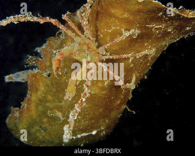 Scorpion spider crab (Inachus dorsettensis Stock Photo - Alamy