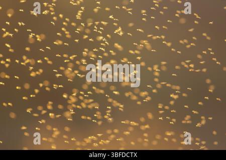 Sugar flies (Chironomus plumosus Stock Photo - Alamy