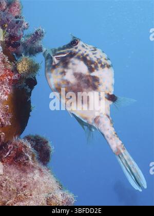 Horned boxfish (Acanthostracion quadricornis Stock Photo - Alamy