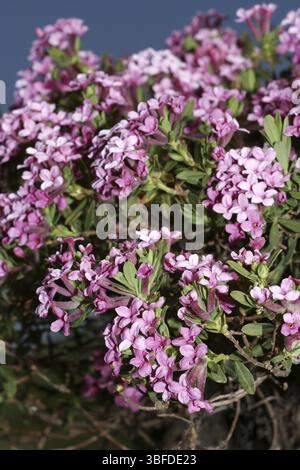 garland flower (Daphne cneorum), inflorescence Stock Photo - Alamy