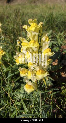 Linaria vulgaris, common toadflax summer yellow flowers closeup ...