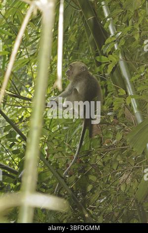 Java monkey (Macaca fascicularis Stock Photo - Alamy