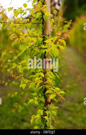 Nurturing the Seedlings Young Plants Thriving in Pots for Sustainable ...