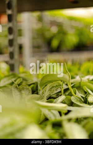 Nurturing the Seedlings Young Plants Thriving in Pots for Sustainable ...
