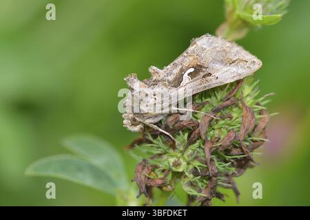 Autographa gamma, gamma owl, Silver Y Stock Photo - Alamy