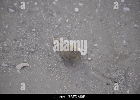 Shark Eye (Neverita duplicata Stock Photo - Alamy