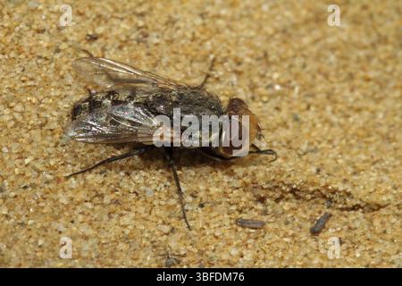 Satellite fly (Mmiltogramma oestraceum Stock Photo - Alamy