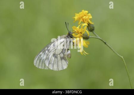 Clouded Apollo (Parnassius mnemosyne ssp. hassicus Stock Photo - Alamy