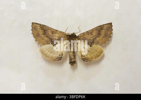 Camel Tooth Moth, Ptilodon capucina, coxcomb prominent Stock Photo - Alamy