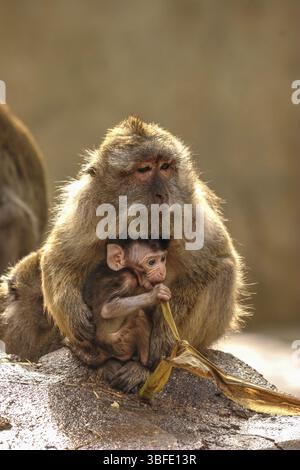 Java monkey with juvenile (Macaca fascicularis Stock Photo - Alamy